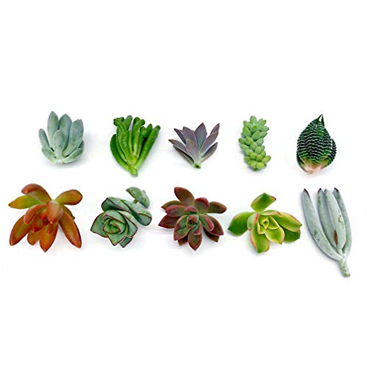 7 Live Succulent Cuttings, NO Roots on Plants, Succulents Plants Live, Great for Terrariums, Mini Garden Starter Plants by The Succulent Cult