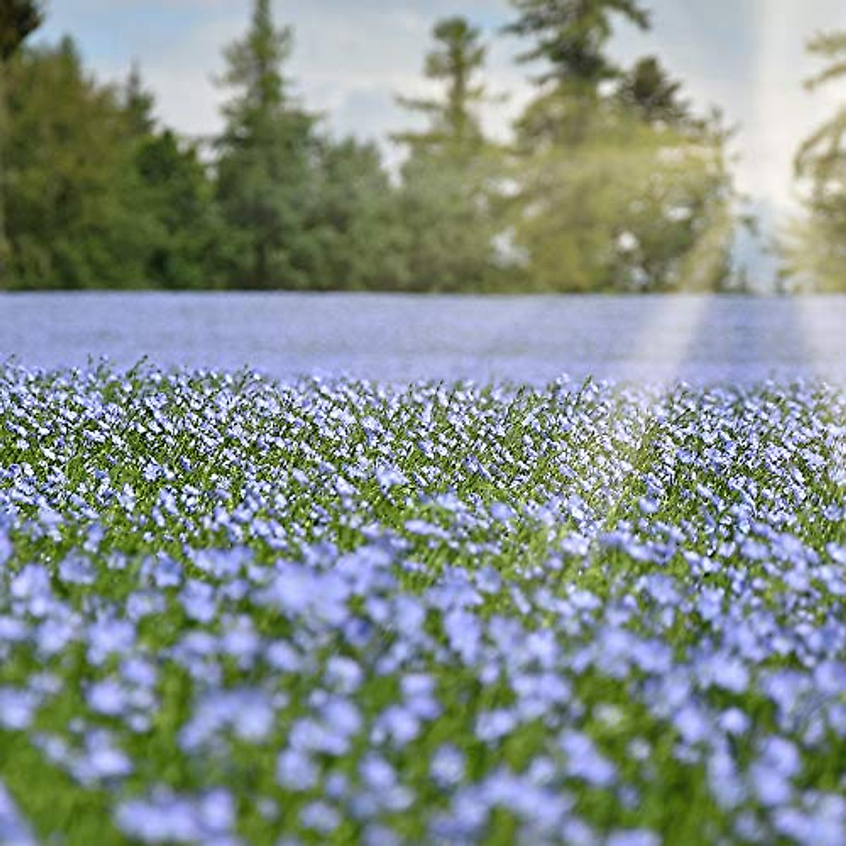 Outsidepride Linum Sky Blue Common Flax or Linseed Garden Flower Plant Seeds - 1000 Seeds