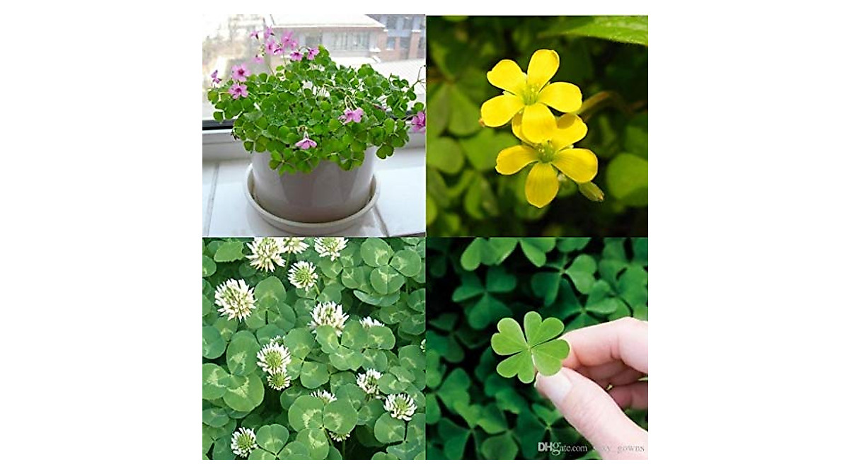 Grow Lucky Four Leaf Clover Seeds | RubyShop724 Garden & Bonsai