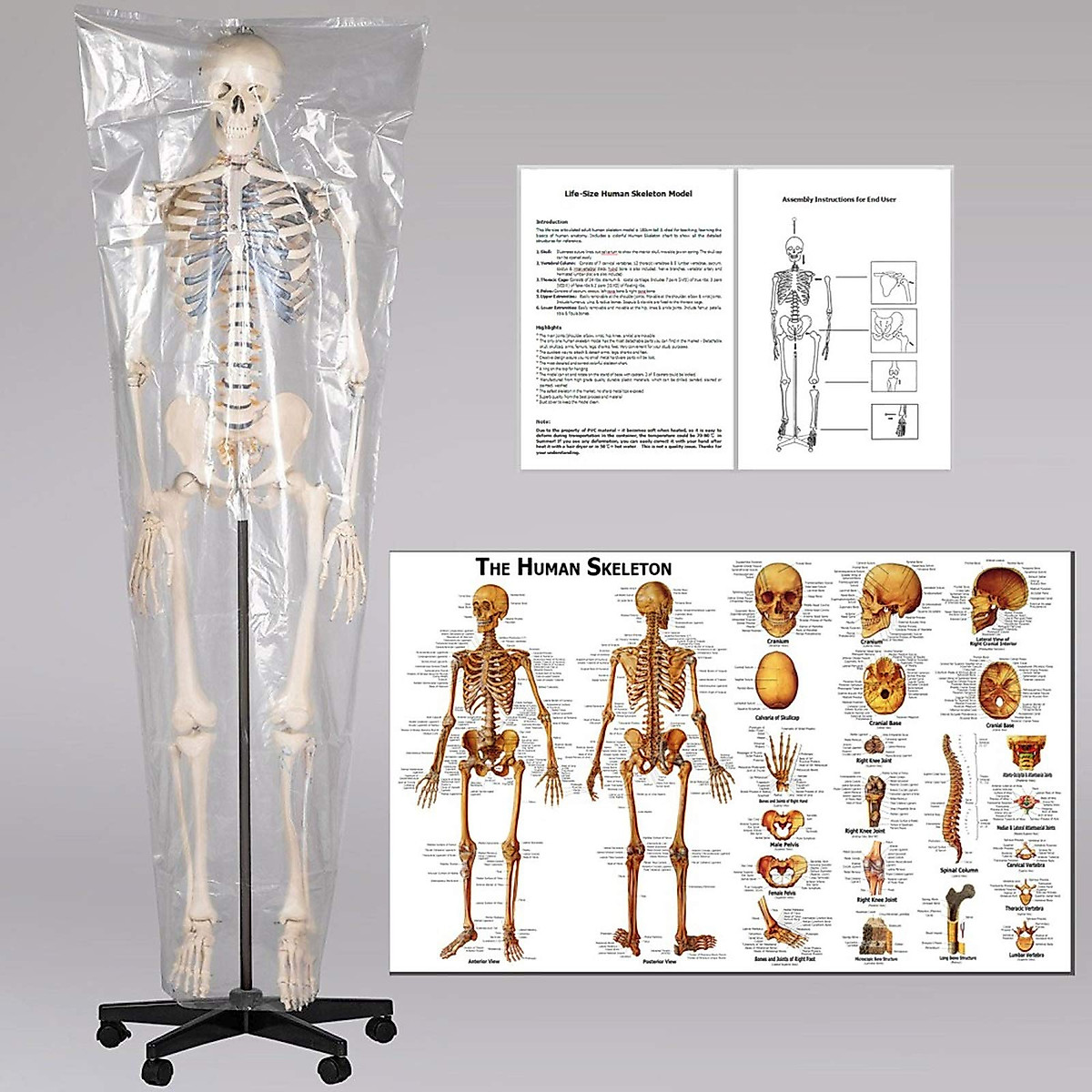 TakeTex 70.8" Life-Size Human Skeleton Model, Including Anatomical Skeleton Model + Colorful Chart + Cover