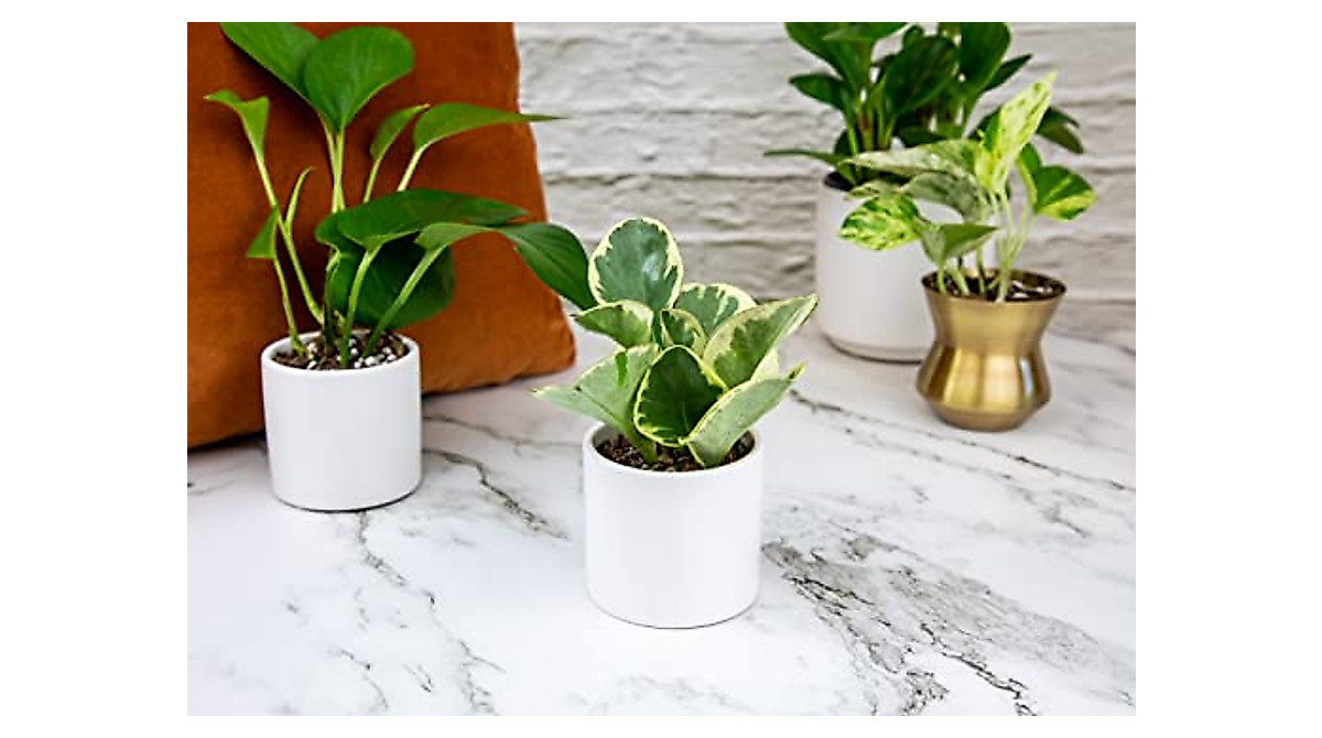 Easy to Grow Houseplants - 12 Pack for Home & Office Decor