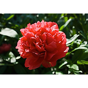 Peony Seeds, 50+ Cotton Candy Peony Mix Seeds for Planting, Flower Seeds for Planting