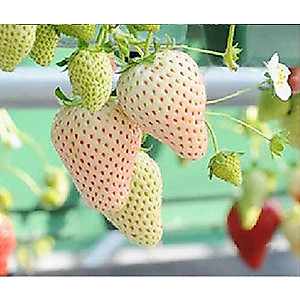 200+ White Strawberry and Red Strawberry Seeds Bonsai Berry Fruit Plants Garden Non-GMO