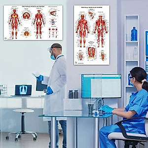 THE ART OF SCIENCE 2-Pack Muscular System Posters - Male and Female Muscle System Models - Human Anatomy Posters, Medical Posters, Human Body Posters - Laminated - 18x30