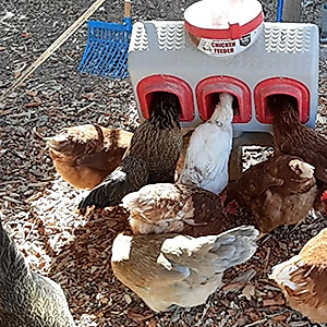 OverEZ Chicken Feeder - Holds 50 Pounds of Feed - Inside or Outside Hen Coop - Large Gravity Fed Automatic Poultry Dispenser - No Waste Rainproof Design