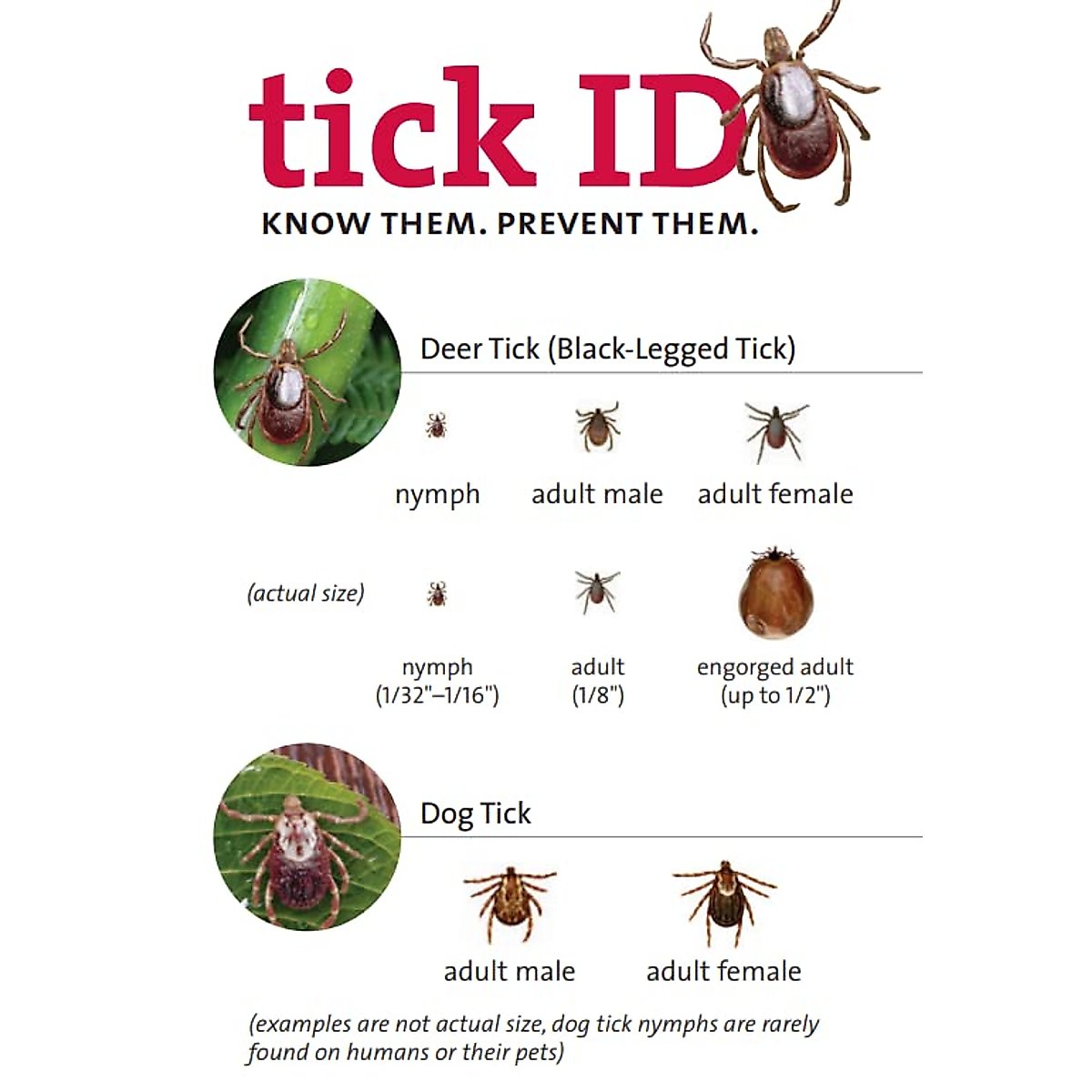Tick Remover Tool for Dogs, Cats, and Humans - Painlessly Remove Ticks in Seconds - Set of 3 Tick Hooks, Including Storage Box