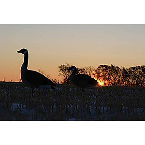 Flambeau Outdoors 8990FBU Storm Front 2 Canada Goose Decoys, Full Body Flocked Heads - 6-Pack