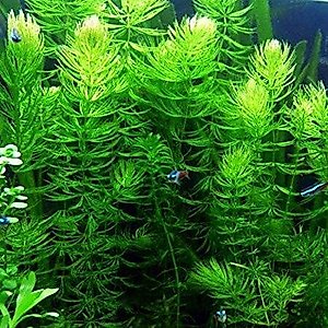 PokinBUY 2 Get 1 Free Hornwort Coontail Live Fish Tank Plants Aquarium Plant 09