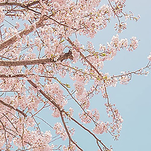 innisfree Cherry Blossom Dewy Glow Emulsion Face Moisturizer