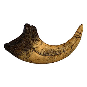 Deinonychus Raptor Dinosaur Claw Replica - Museum Quality Cast Fossil Specimen