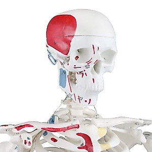 Parco Scientific PB00014 Human Skeleton with Muscles Colored and Labeled, Half Size 33" (84cm) | Wired for Natural Movement | Labelled Diagram Included