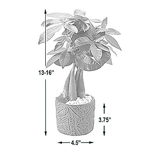 Arcadia Garden Products LV49 Money Tree, Live Indoor Plant in Tropico Leaf Ceramic Planter for Home, Work, or Gift, Blue