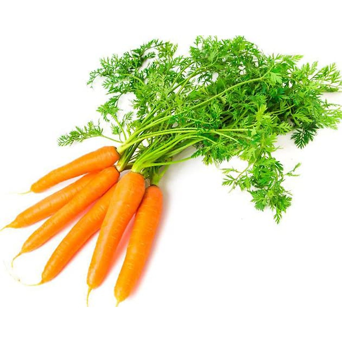 Bundle Vegetable Seeds for Planting: Baby Bok Choy Seeds + Carrot Seeds