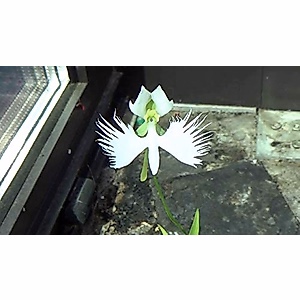 1358-White Dove/Egret Flower (Pecteilis,Habenaria radiata) Seeds by Robsrareandgiantseeds UPC0764425788737 Non-GMO,Organic,USA Grower,Historic plants,Showy,Bonsai,Exotic,Orchid,1358 Package of 5 Seeds