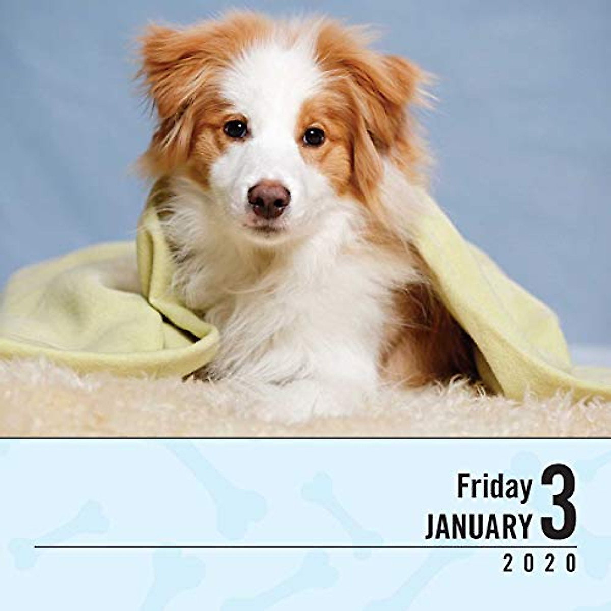 Puppies 2020 Day-to-Day Calendar