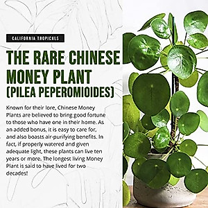 California Tropicals Rare Chinese Money Plant (Pilea Peperomioides) - Live House Plant, 4 Inch Pot for Easy Care, Perfect for Office, Home & Feng Shui Decor, Real Plants for Gardening