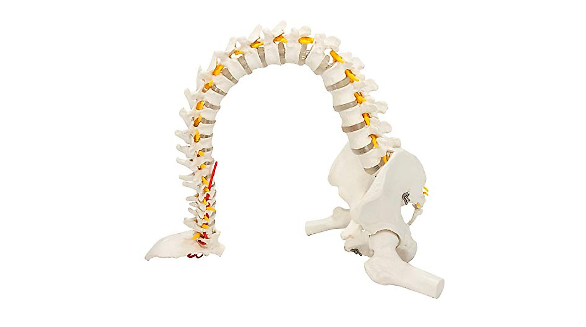 Detailed Full Size Flexible Spine Model for Medical Education and ...
