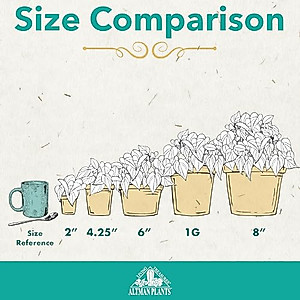 Altman Plants Live Houseplants (6PK), Indoor Plants for Delivery Prime, Live Plants and Gardening Gifts for Plant Lovers, Planters for Indoor Plants with Potting Soil, Live House Plants Indoors Live