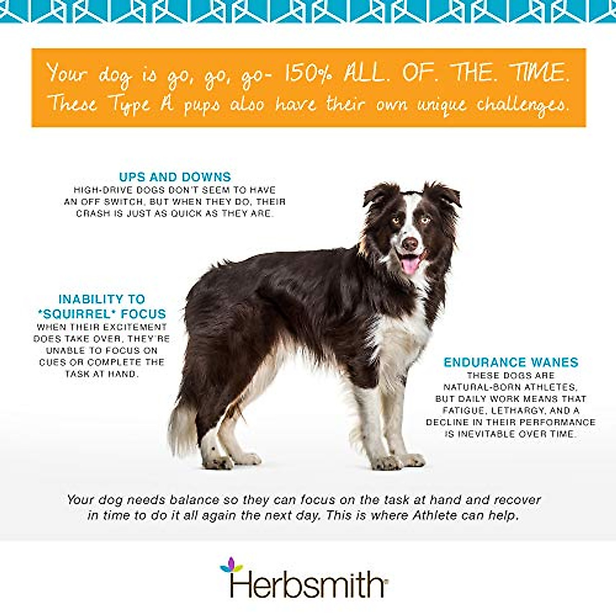 Herbsmith Athlete – Canine Endurance Supplement for Working and Agility Dogs – For the Canine Athlete – 75g Powder