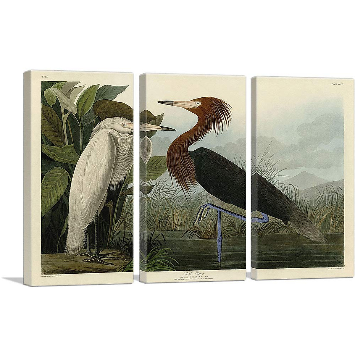 ARTCANVAS Purple Heron Canvas Art Print Stretched Framed Painting Picture Poster Giclee Wall Decor by John James Audubon - 60" x 40" (0.75" Deep) (3-Piece)