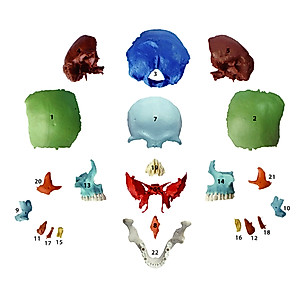 Human Medical Anatomical Adult Osteopathic Skull Model, 22-Part Didactic Colored