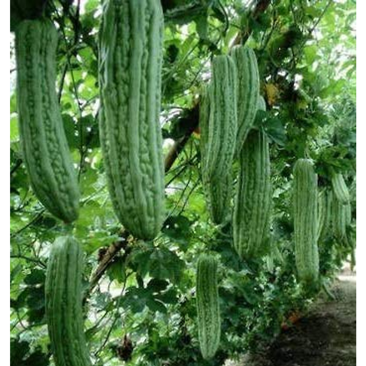 salee shop 30 Seeds Bitter Gourd Seeds, Chinese Bitter Gourd