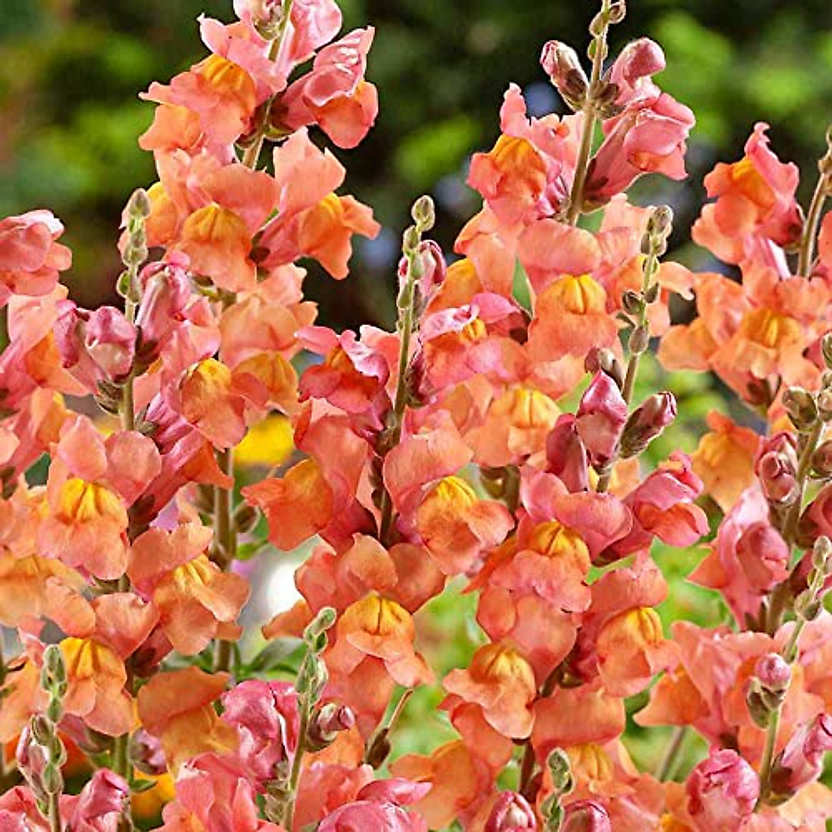 Outsidepride Antirrhinum Majus Snapdragon Orange Wonder Garden Cut Flower - 5000 Seeds