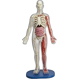 SMARTLAB Toys Squishy Human Body with 21 Removable Body Parts with Anatomy Book