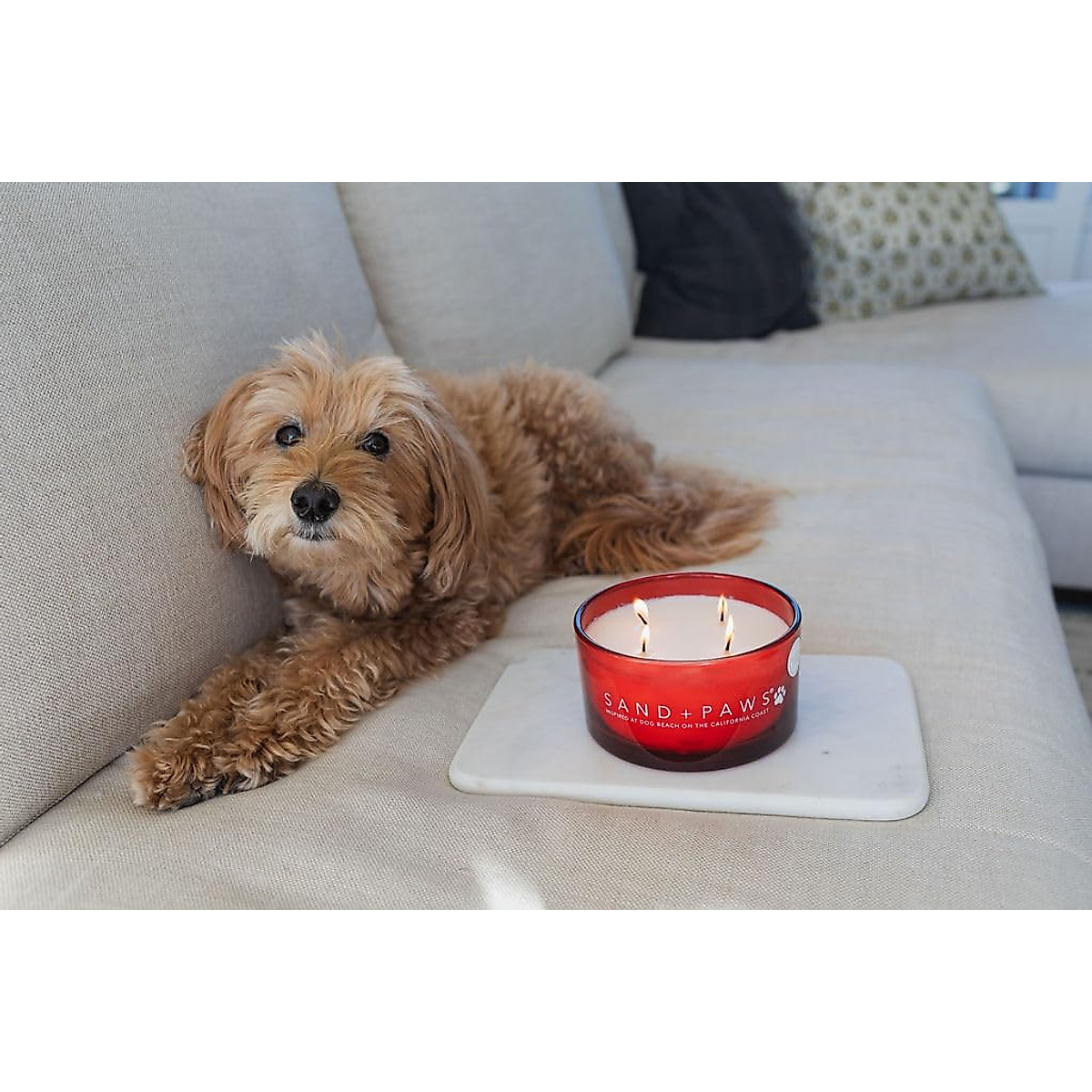 Sand + Paws Scented Candle - Frazier Fir – Additional Scents and Sizes – 100% Cotton Lead-Free Wick - Luxury Air Freshening Jar Candles - Perfect Home Decor – 23oz