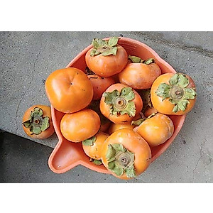 Fresh Persimmons- 5LBS
