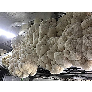 MushroomMediaOnline - 100% Soy Hull Mushroom Pellets - Ideal and Fast-Growing Substrate for Mushroom Cultivation, Oyster Mushrooms, Shiitake, and More (10 Pounds)