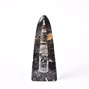 JIC Gem Orthoceras Fossil Frome Morocco(5-6 Inches)
