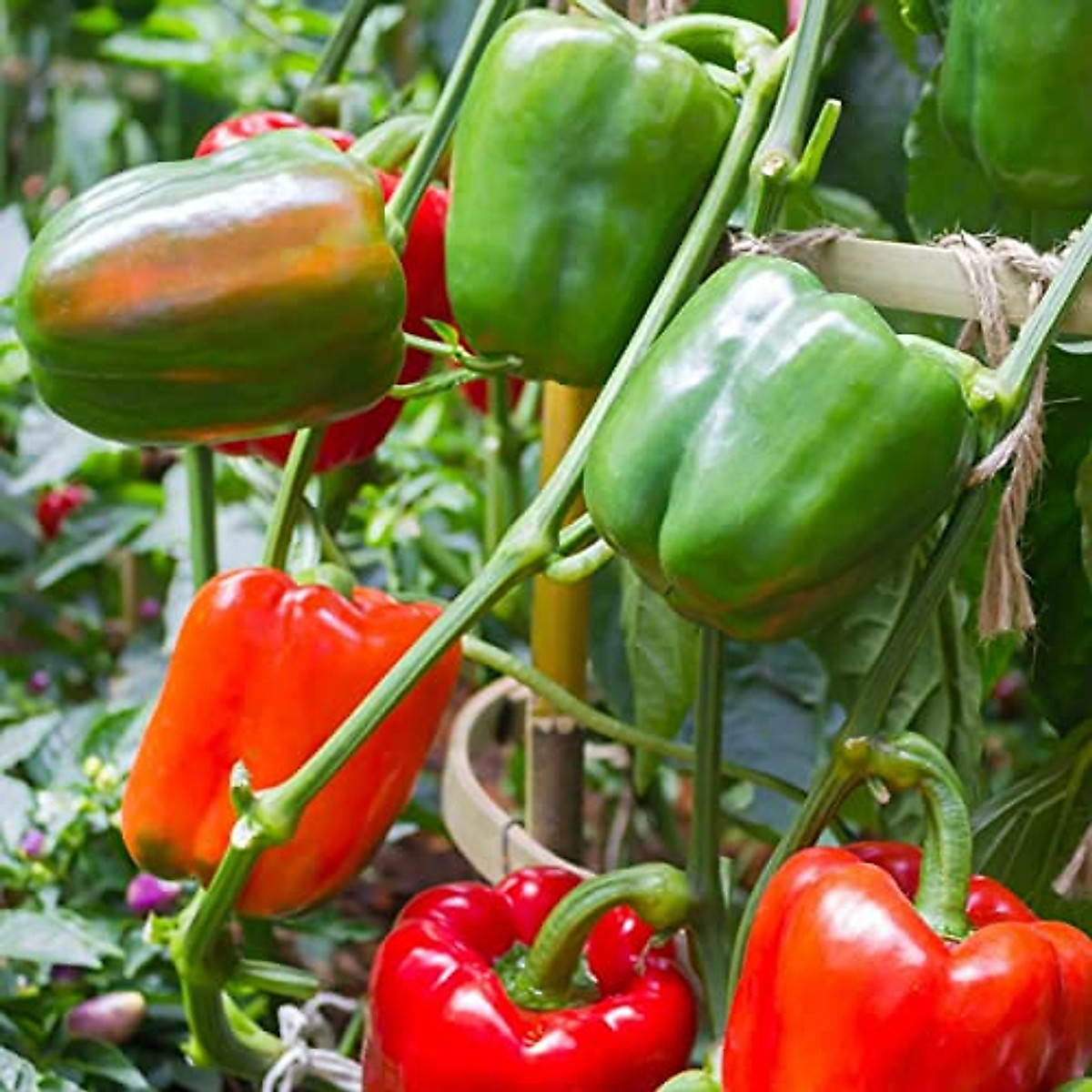 100+ Rainbow Blend Sweet Bell Pepper Seeds for Planting