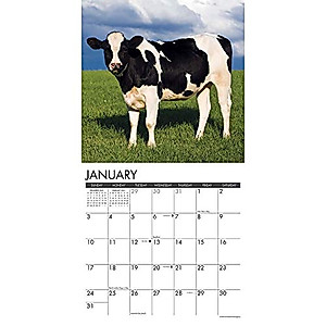 Just Cows 2021 Wall Calendar