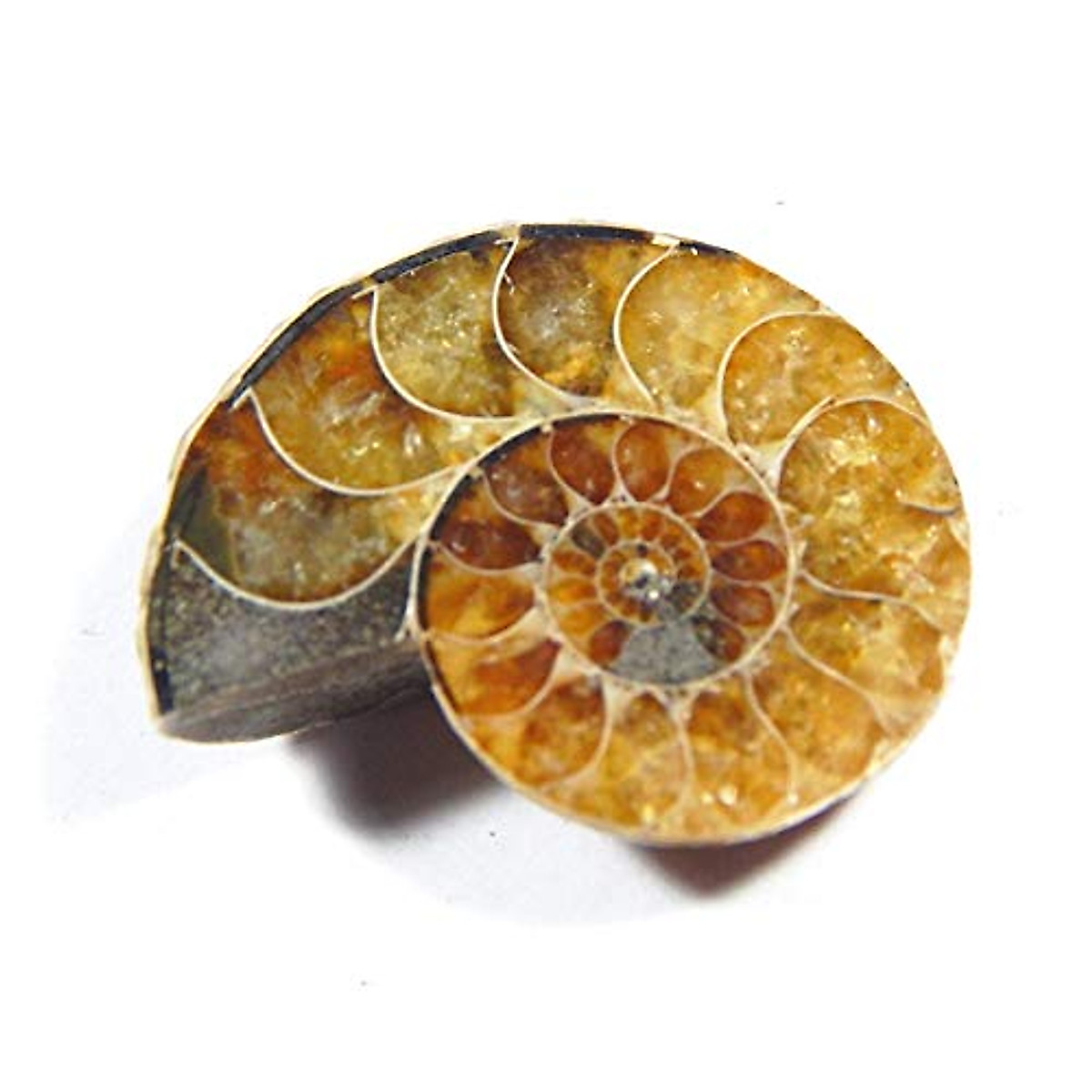 XUETZALCOATL Achyutah Sudarshan Shaligram 1.5cm - 2.5cm from Kali Gandaki 1 pcs