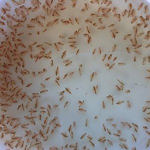 200 Live Daphnia by Aqua L'amour