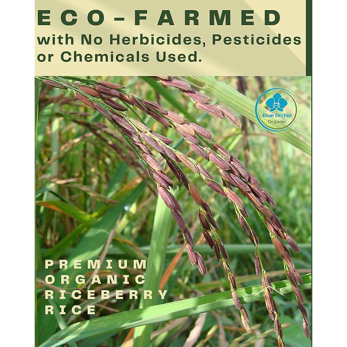 Organic Riceberry Rice - Purple Thai Black Jasmine Rice - Premium Freshness - Small Lot Harvest Direct from our Farm to your Table - 2 LB