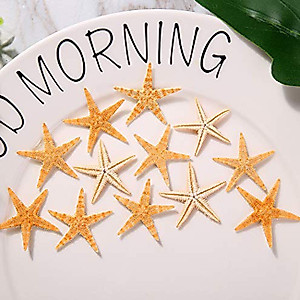 TIHOOD 90PCS 0.4"-1.2" Small Starfish Star Sea Shell Beach Crafts Decor (Yellow)