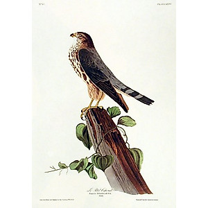 Le Petit Caporal. From"The Birds of America" (Amsterdam Edition)