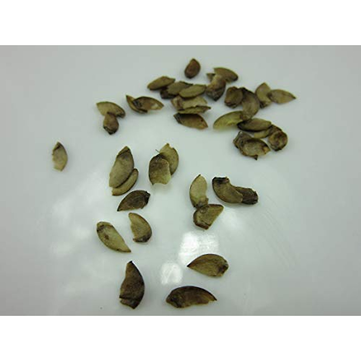 1195A-Dwarf Lavender Crape Myrtle (Lagerstroemia Indica) Seeds by Robsrareandgiantseeds UPC0764425788454 Non-GMO,Organic,USA Grower,Bonsai,Showy, Butterfly Flower,1195-A Package of 10 Seeds