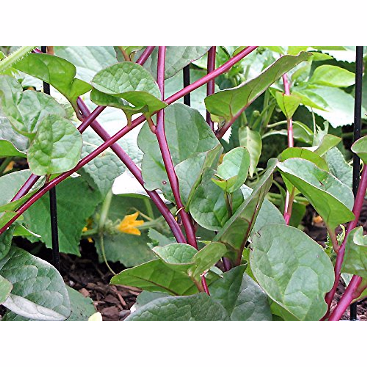 30+ Malabar Red Stem Spinach Seeds Herb Heirloom Non-GMO Phooi Leaf, Red Vine, Alugbati, Vietnamese,from USA