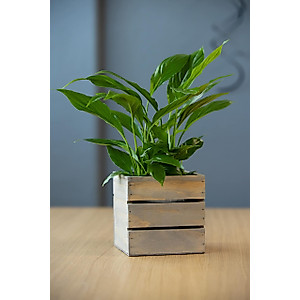 Wood Planter Box with Wine Crate Styled, 5 Inch Square, Rustic Barn Wood, Plastic Liner, Wedding Flowers Holder, Home and Venue Decor, (5x5 Wine Crate Set of 4)