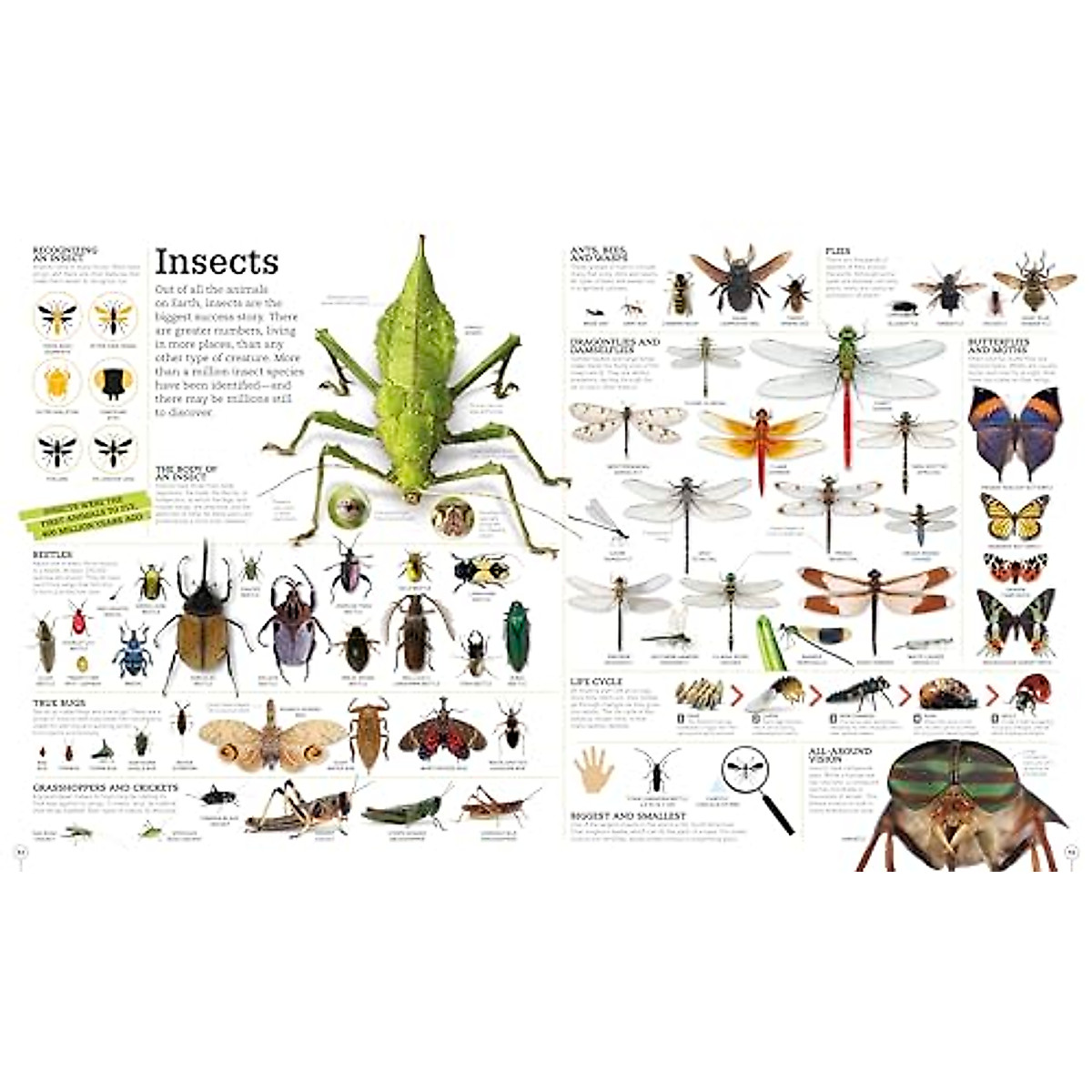 Picturepedia, Second Edition: An Encyclopedia on Every Page