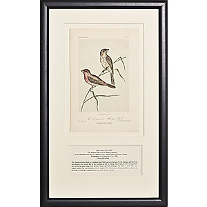 The American House Finch