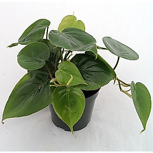 Heart Leaf Philodendron cordatum - 2 Plants - World's Easiest Houseplant-3" Pots