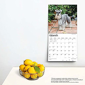 Miniature Schnauzers | 2024 12 x 24 Inch Monthly Square Wall Calendar | BrownTrout | Animals Small Dog Breeds