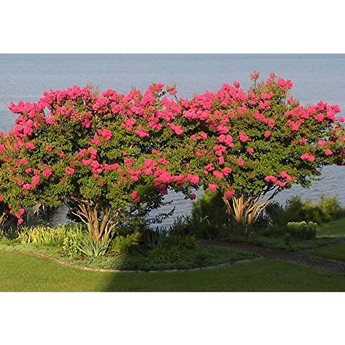 Centennial Spirit Crape Myrtle, Pack of 5, Bright Red, Matures 14'-16' (2-4ft Tall When Shipped, Well Rooted with Pot in Soil)