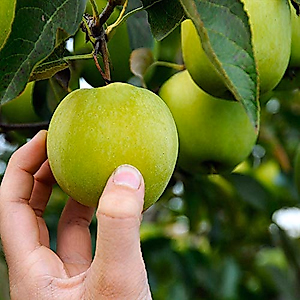 Brighter Blooms - Dwarf Granny Smith Apple Trees, 5-6 Ft. - Home-Grown Apples for Baking or Snacking - No Shipping to AZ, ID, OR, or CA