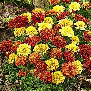 Outsidepride Tagetes Patula French Marigold Strawberry Blonde Garden Flowers for Pots, Containers, Window Boxes - 200 Seeds