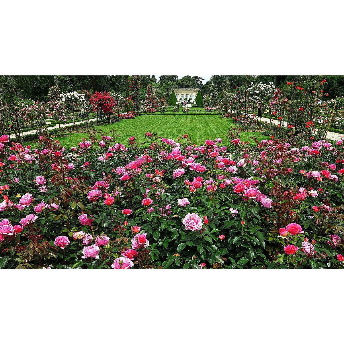 Triple Threat Selective Weed Killer Herbicide for Lawns and Turf - 1 Gallon Jug (Makes 64 Gallons)